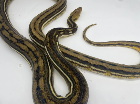 Phantom Tiger Dhet Purple Phase Albino Ghost Reticulated Python by Dna ...