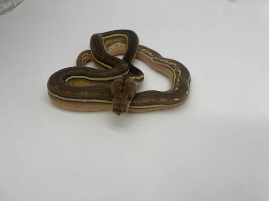 Anthrax Phantom Tiger Pos Het Purple Reticulated Python by Dna Slithers ...