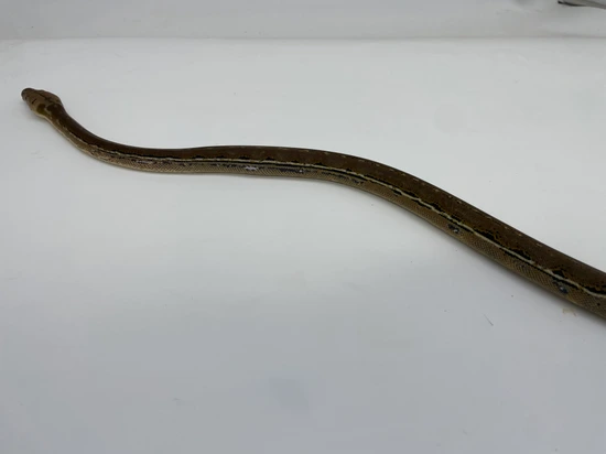 Anthrax Hogs Ph Purple Phase Reticulated Python by Dna Slithers & Critters