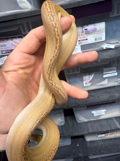 Carmel Mocha Goldenchild Platinum Reticulated Python by Dna Slithers ...