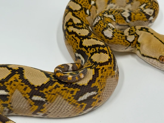 Carmel Mocha Reticulated Python by Dna Slithers & Critters