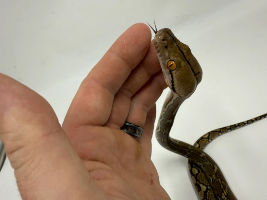 Normal Het Ogs, Anthrax, And Blond Reticulated Python by Dna Slithers ...