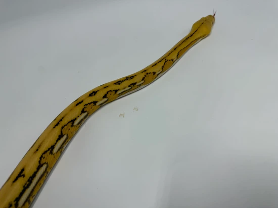 Mochino Lemonglow Tiger Reticulated Python by Dna Slithers & Critters