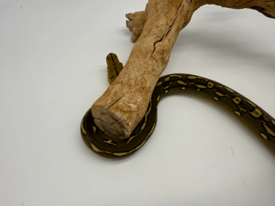 50% Southern Bantaeng Sulawesi Sunfire Phantom Ph Carmel/white Phase ...