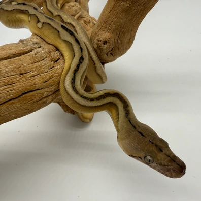 super tiger platinum reticulated python