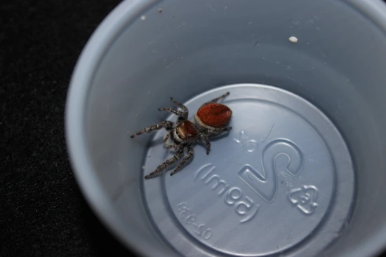 (Phidippus Cardinalis) Cardinal Jumping Spider by Dna Reptiles