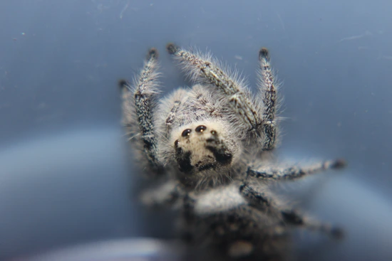 Female Regal Jumping Spider (Phidippus Regius) by Dna Reptiles