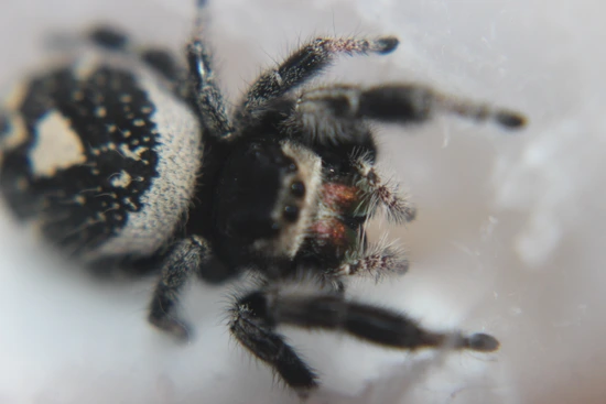 Female Regal Jumping Spider (Phidippus Regius) by Dna Reptiles