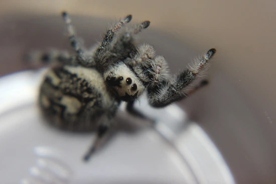 (Phidippus Regius) Female Regal Jumping Spider by Dna Reptiles