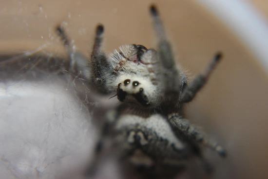 (Phidippus Regius) Female Regal Jumping Spider by Dna Reptiles