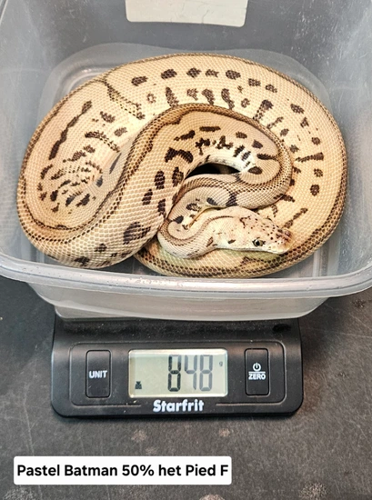 Pastel Batman Ball Python by DNJ Pythons