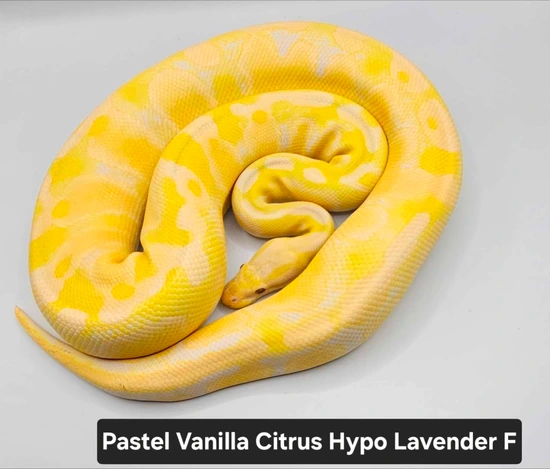 Pastel Vanilla Citrus Hypo Lavender Albino Ball Python by DNJ Pythons