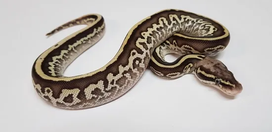 Pastel Lesser Leopard Female Ball Python by DnKreptiles