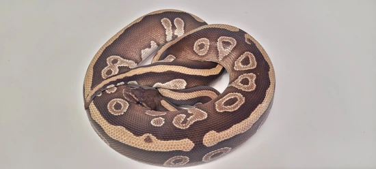 Mojave Harlequin Ball Python by DnKreptiles