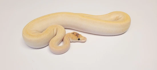 Champagne Het Clown Ball Python by DnKreptiles