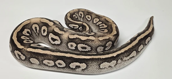 Pastel Super Mystic Ball Python by DnKreptiles