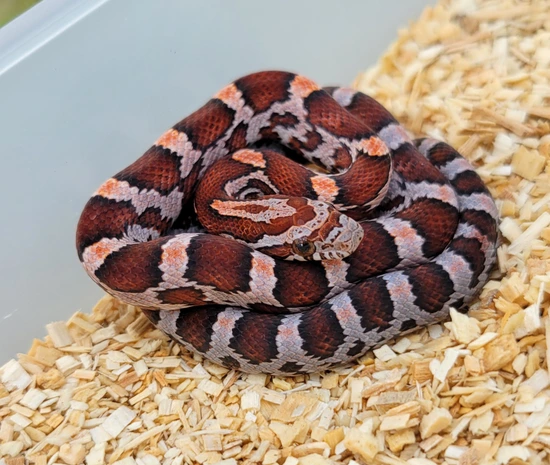 1.1 Triple Het Red Zepplin / Sunkissed / Palmetto Cornsnakes Corn Snake ...