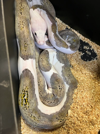 Pied Het Caramel Reticulated Python by A & J Reptiles
