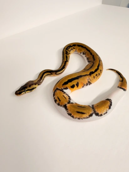 (PAIR) Pastel Pied 66% Het VPI Axanthic And Pied 66% Het VPI Axanthic ...
