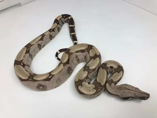 Pure Guyana (BCC) True Red-Tailed Boa Constrictor by Good Guy Reptile ...