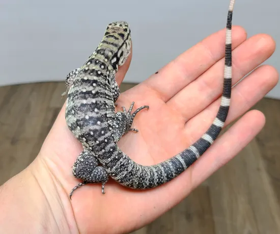 Silver Flame Tegu Other Tegus by Good Guy Reptile Family