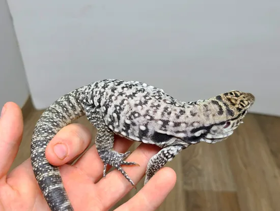 Silver Flame Tegu Other Tegus by Good Guy Reptile Family