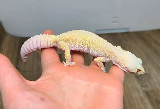 Albino Murphys Patternless Leopard Gecko by Good Guy Reptile Family