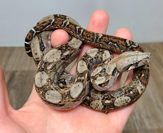 Central American Boa Boa Constrictor by Good Guy Reptile Family