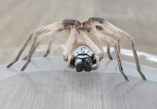 Desert Huntsman Spider (Heteropoda Maxima) Other Spider by Good Guy ...