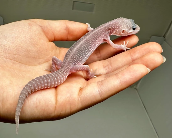 Super Mack Snow Blizzard Leopard Gecko by Good Guy Reptile Family