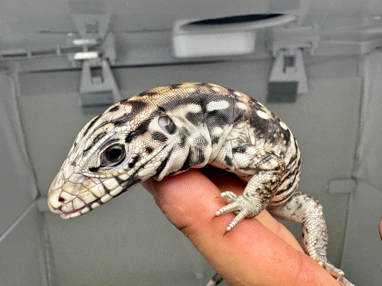 Anery Red Argentine Tegus by Good Guy Reptile Family