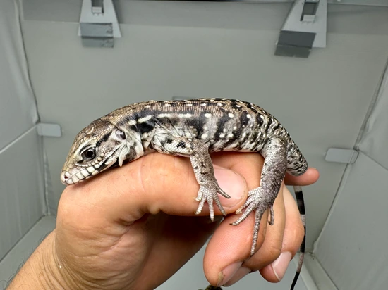 Anery Red Argentine Tegus by Good Guy Reptile Family