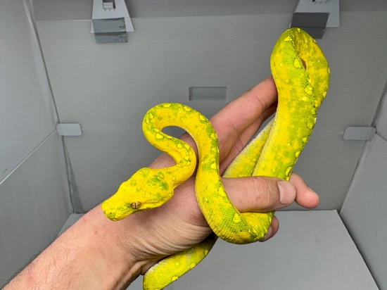 Female Biak Green Tree Python by Good Guy Reptile Family