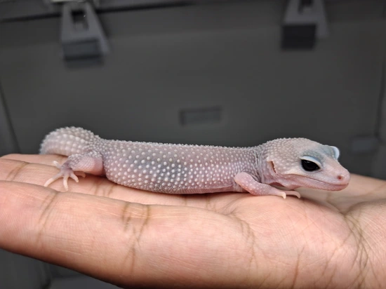 Super Mack Snow Blizzard Leopard Gecko by Good Guy Reptile Family