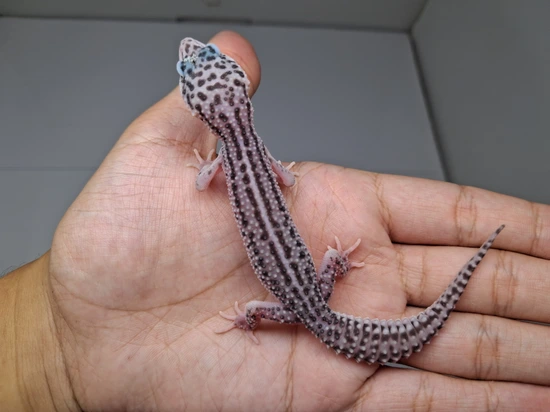 Super Mack Snow Leopard Gecko by Good Guy Reptile Family