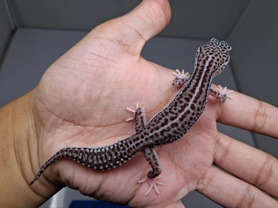 Super Mack Snow Leopard Gecko by Good Guy Reptile Family
