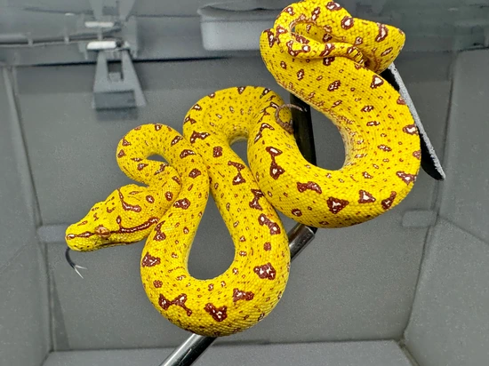 Biak Established Yellow Neonate :) Green Tree Python by Good Guy ...