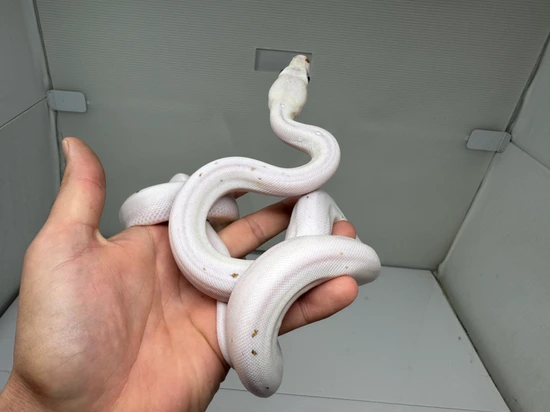 Golden Child Cow AWESOME Reticulated Python by Good Guy Reptile Family