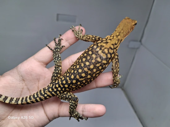 Yellow Quince Monitor Yellow Tree Monitor by Good Guy Reptile Family