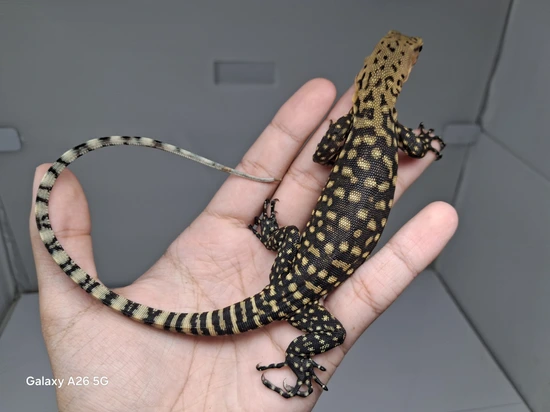 Yellow Quince Monitor Yellow Tree Monitor by Good Guy Reptile Family