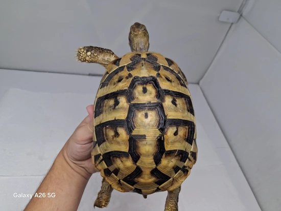 Eastern Herman Tortoise Hermann's Tortoise by Good Guy Reptile Family