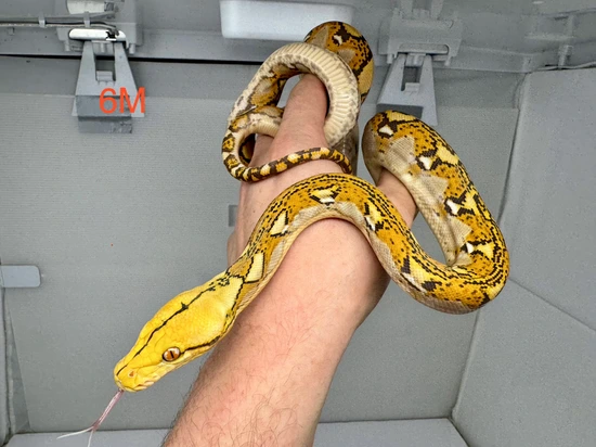 Mocha Reticulated Python by Good Guy Reptile Family