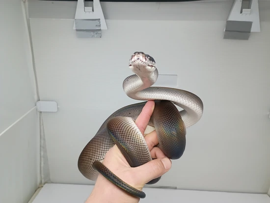 Southern White Lip Female White-Lipped Python by Good Guy Reptile Family