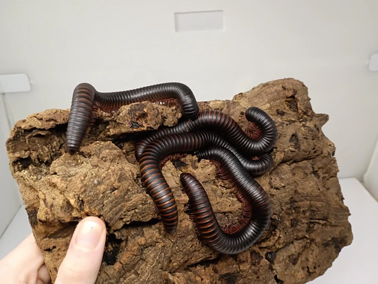 African Giant Millipede 4 Pack by Good Guy Reptile Family
