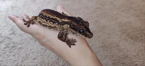 Phantom Eye Gargoyle Gecko by Jays forest scale