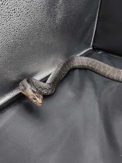 Texas Indigo Snake / Drymarchon Melanurus Erebennus Cribo & Indigo ...