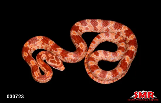 20" ♀ Red Factor Amel Corn Snake by South Mountain Reptiles