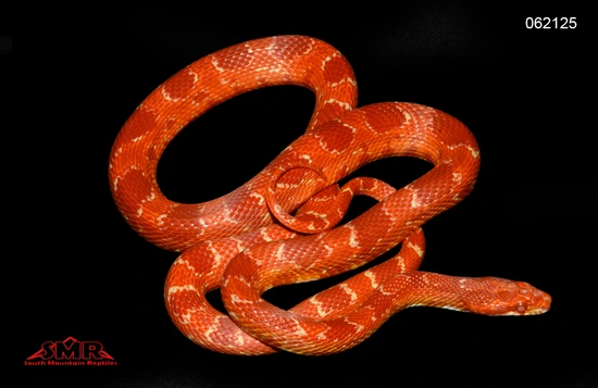 30" ♀ Red Factor Reverse Okeetee Corn Snake by South Mountain Reptiles