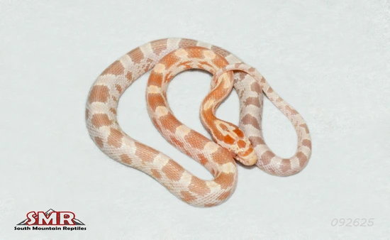 12" ♀ Mandarin Corn Snake by South Mountain Reptiles