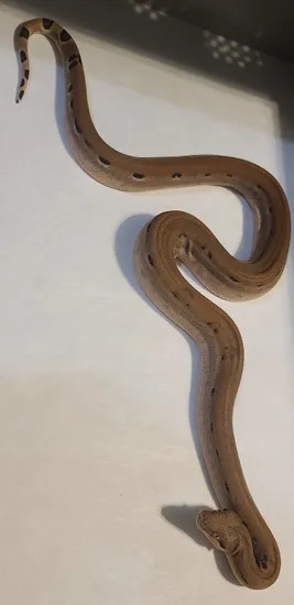 Scoria 100% Het Purple Sharp Albino Boa Constrictor by Wicked Scoria LLC